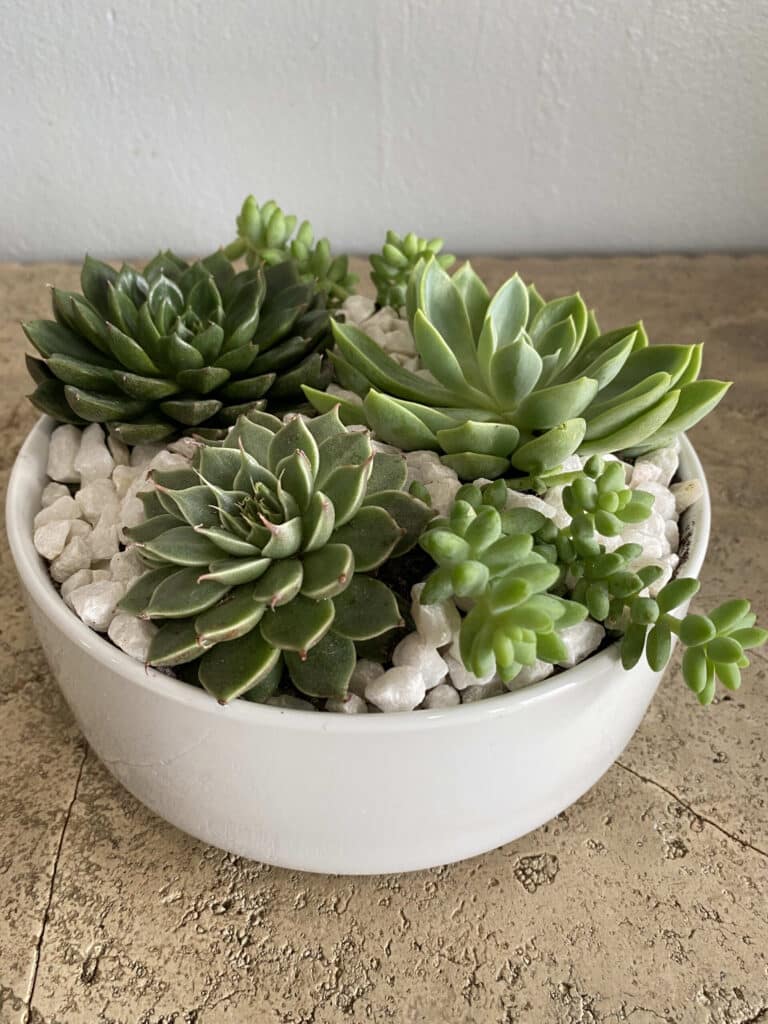 Succulent 101 Collection | Burst of Class