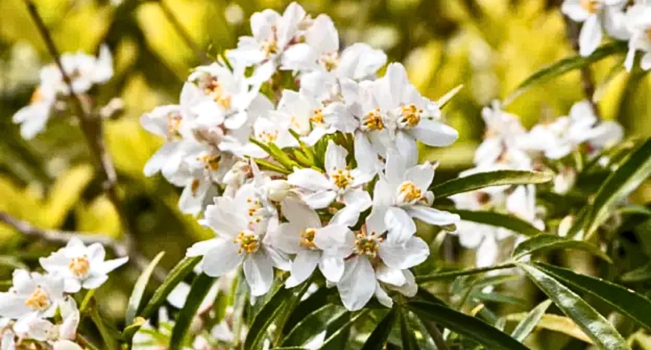 What Is The State Flower Of Florida? - Burst of Class